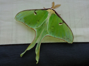Northland Paradise Lodge - Temagami, Ontario.