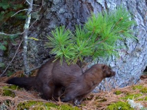Northland Paradise Lodge - Temagami, Ontario.