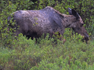 Northland Paradise Lodge - Temagami, Ontario.